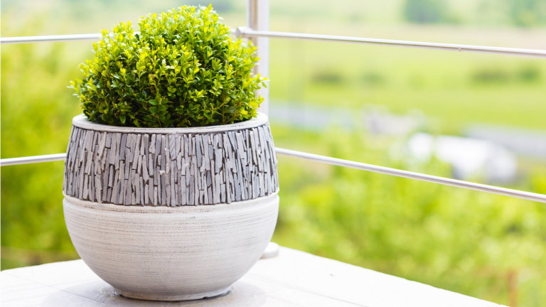 Die 19 Herbst- und Winterpflanzen die im Blumenkasten gute Laune und ...