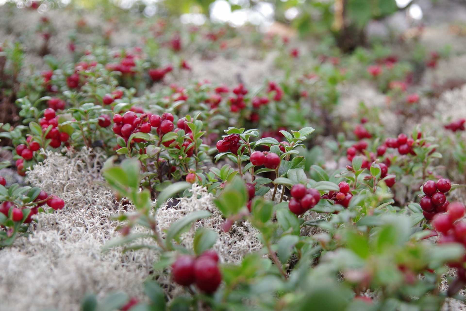 14 leckere Beerensorten, die im Garten nicht fehlen dürfen
