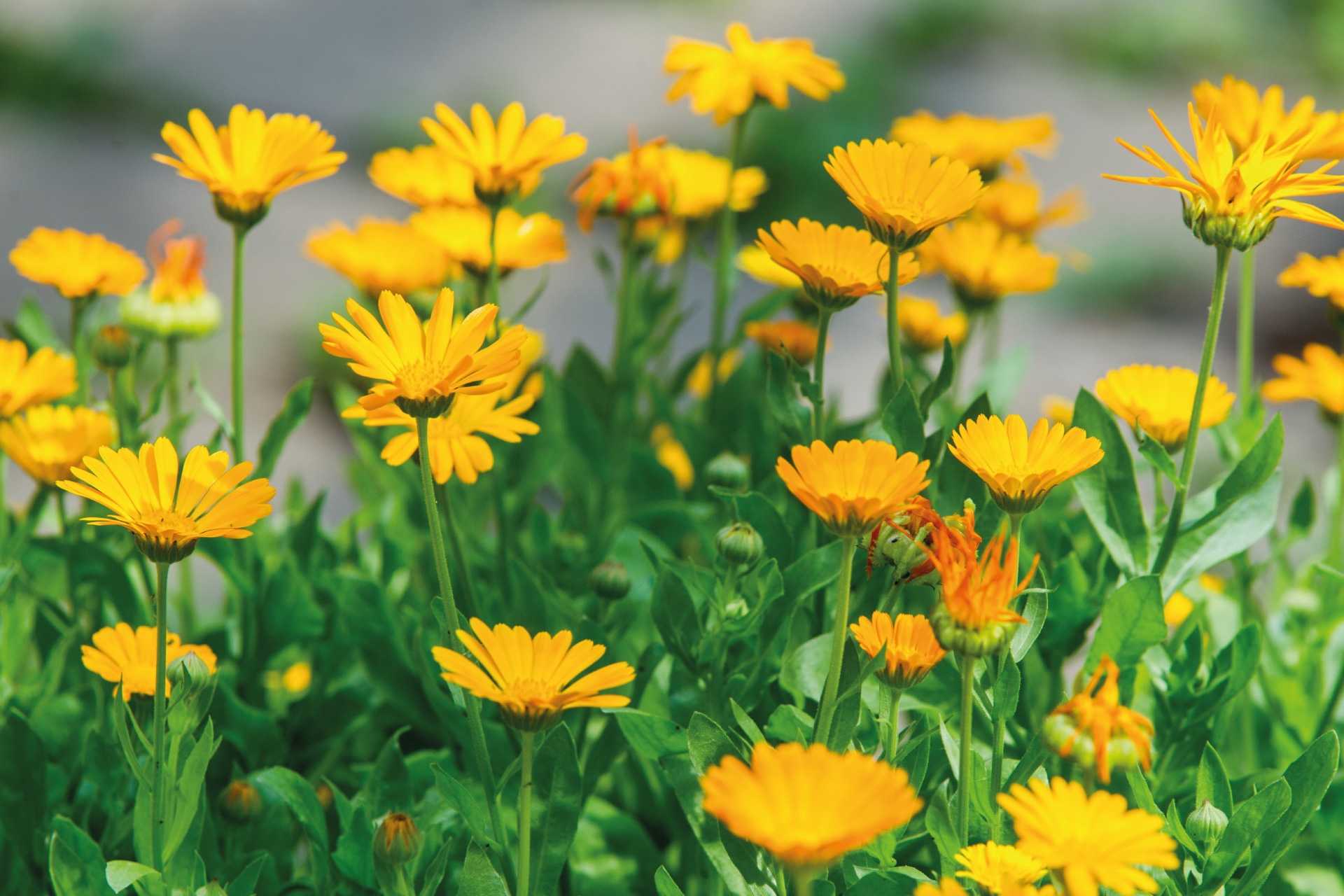 10 beliebte Wildblumen für Ihren Garten