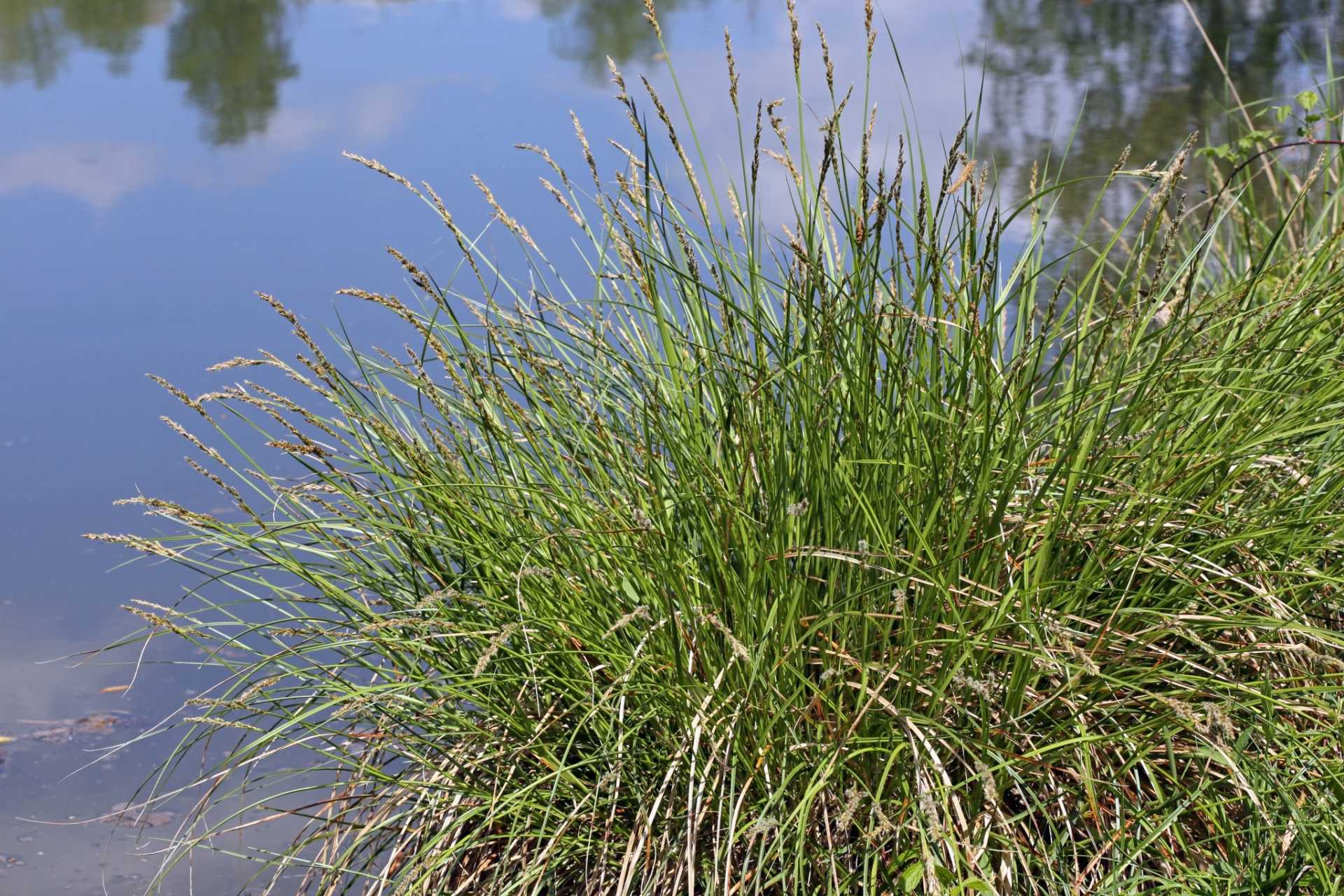 21 Ziergräser für den Garten - Haus & Garten Profi