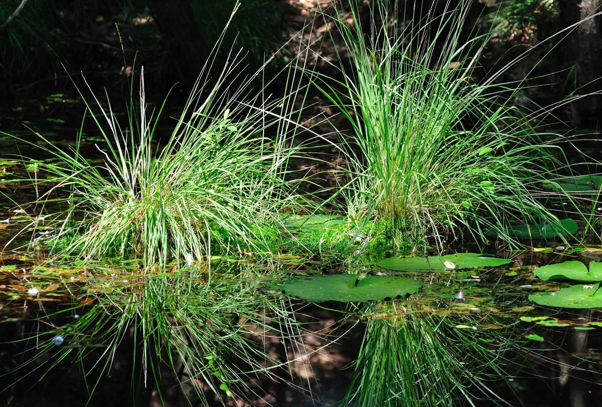 16 Wasserpflanzen Für Den Teich Im Eigenen Außenbereich